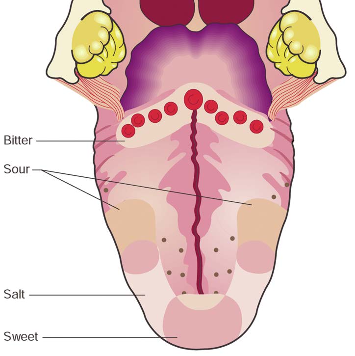 What are taste buds? - Handy Answer Book