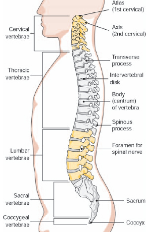 How does the shape of the spine change from birth to adulthood? - The ...