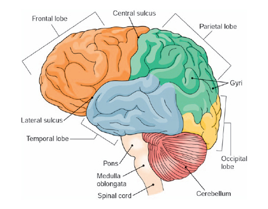How does the size of the brain change from birth to adulthood? - The ...