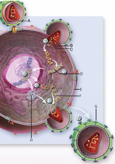 What are the symptoms and signs of HIV? - The Handy Anatomy Answer Book