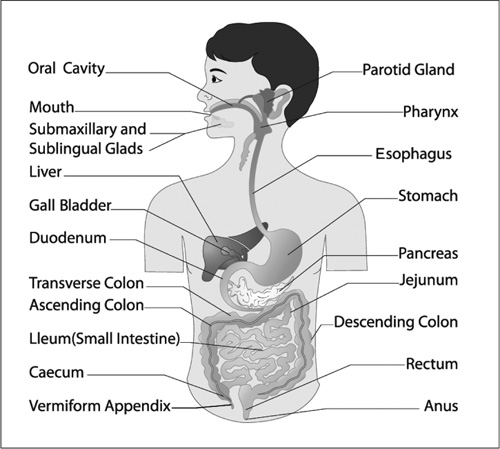 How do humans digest their food? - The Handy Biology Answer Book