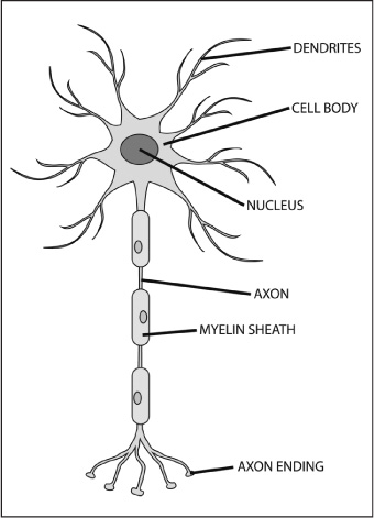 How does the nervous system of invertebrates differ from that of ...