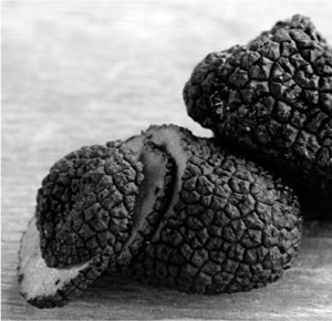 What are truffles, and where do they come from? - The Handy Biology ...