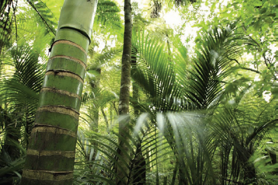 Jurassic Period Plants