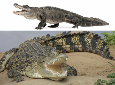 Crocodile Vs Alligator Size
