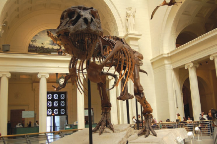 supersaurus skeletal