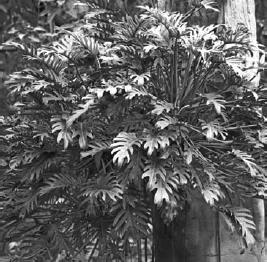 How does water move up a tree? - The Handy Science Answer Book